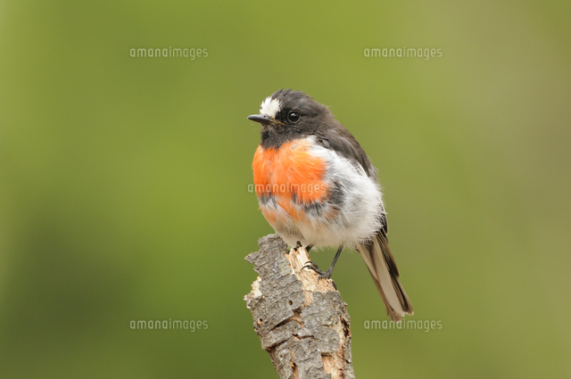 Scarlet Robin Petroica multicolor Adult male moult[32245002557]の写真素材 ...