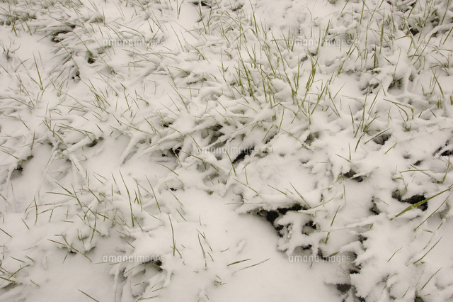 Spring snow storm near Gillette[32246000203]の写真素材・イラスト素材｜アマナイメージズ