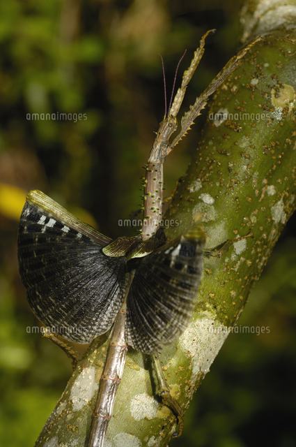 Stick insect (Phasm achryoptera) FEMALE. +- 12 inc[32246000896]の写真素材 ...