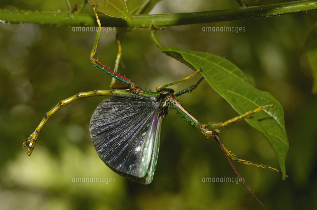 Stick insect (Phasm achryoptera) MALE. +- 6 inches[32246000897]の写真素材 ...