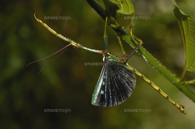 Stick insect (Phasm achryoptera) MALE. +- 6 inches[32246000900]の写真素材 ...
