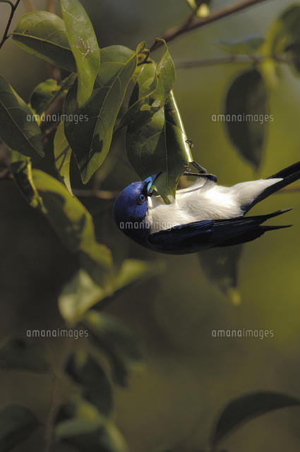 Blue vanga-feeding (Cyanolanius madagascarinus) An[32246000910]の写真素材 ...