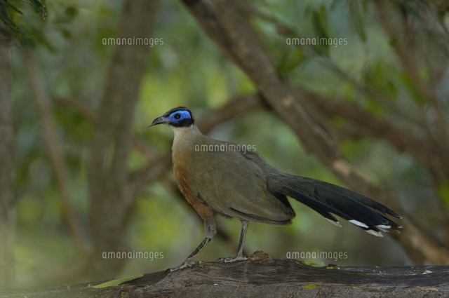Giant coua (Coua gigas) Berenty Reserve. Southern[32246000948]の写真素材 ...