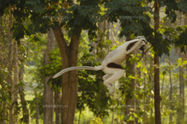 Coquerel's sifaka (Propithecus coquereli) jumping[32246001338]の写真素材 ...