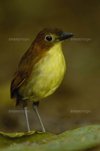 Yellow-breasted Antpitta (Grallaria flavotincta)[32246002000]の写真素材・イラスト ...