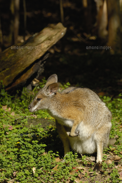 Pretty-faced Wallaby or Whiptail Wallaby (Macropus[32246002250]の写真素材 ...