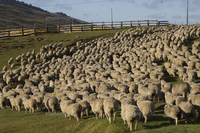 Sheep (Corriedale mix breed for wool and mutton) T[32246003474]の写真素材 ...
