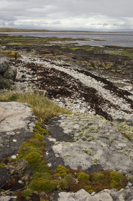 Peninsula of Cape Dolphin. Cape Dolphin designated[32246003852]の写真素材 ...