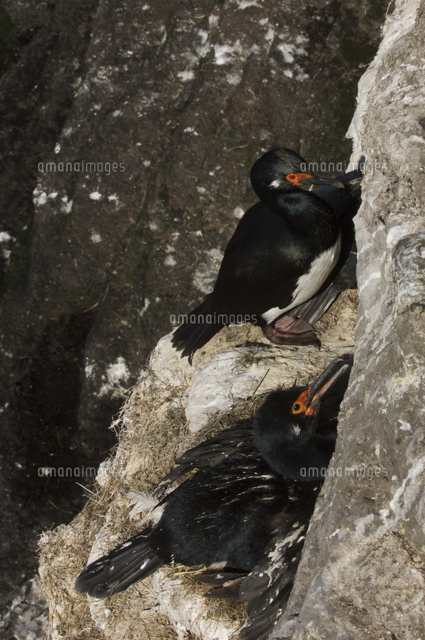 Rock Shags or Rock Cormorants (Phalacrocorax magel[32246004805]の写真素材 ...