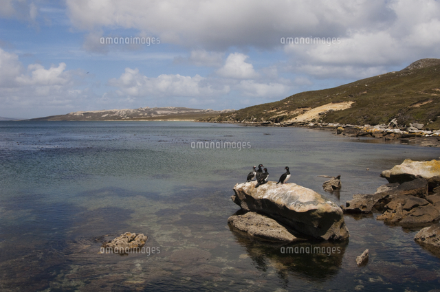 Rock Shags or Rock Cormorants (Phalacrocorax magel[32246006982]の写真素材 ...