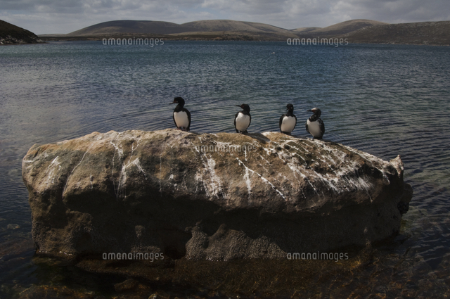 Rock Shags or Rock Cormorants (Phalacrocorax magel[32246006987]の写真素材 ...