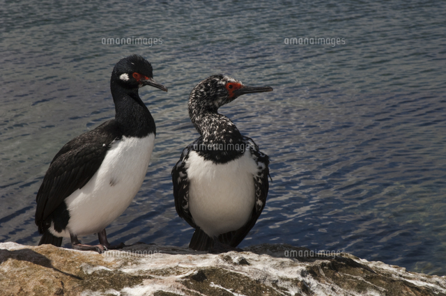 Rock Shags or Rock Cormorants (Phalacrocorax magel[32246006990]の写真素材 ...