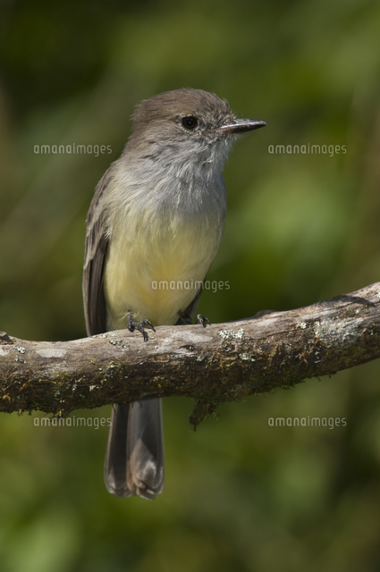Galapagos Flycatcher (Myiarchus magnirostris) Sant[32246007331]の写真素材 ...