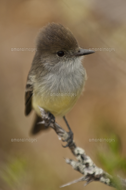 Galapagos Flycatcher (Myiarchus magnirostris) Sant[32246007364]の写真素材 ...