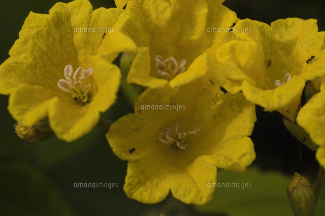 Muyuyu or Yellow Cordia or Glue Bush (Cordia lutea[32246007479]の写真素材 ...