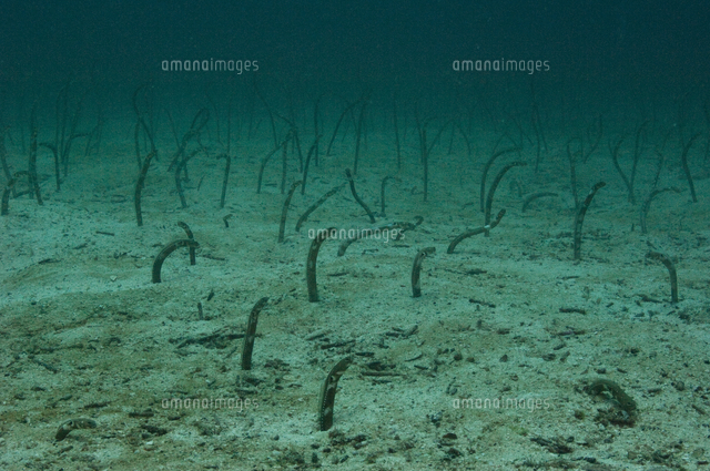 Galapagos Garden Eel (Taenioconger klausewitzi) GA[32246007839]の写真素材 ...
