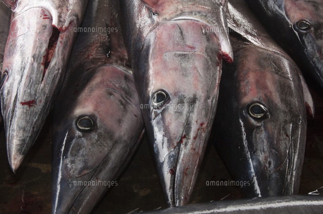 Wahoo (Acanthocybium solandri) Puerto Lopez Fish M[32246008568]の写真素材 ...