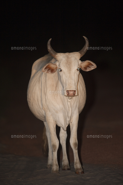 Cow Surama Village Rainforest GUYANA. South Americ[32246009245]の写真素材 ...