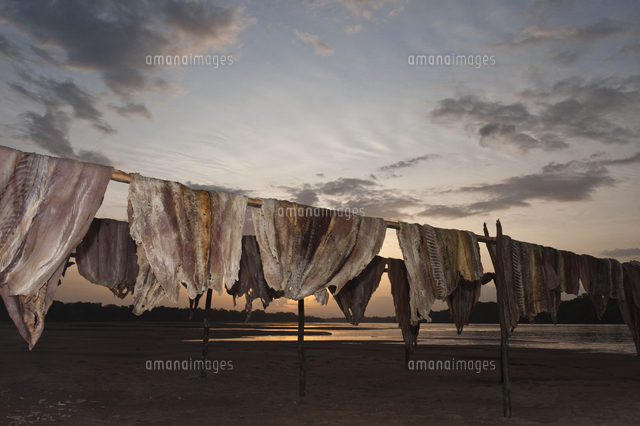 Arapaima (Arapaima gigas) meat slabs drying in sun[32246009918]の写真素材 ...