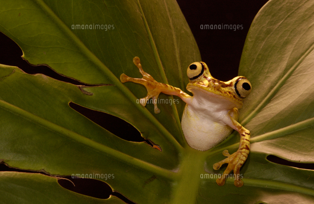 Chachi tree frog (Hyla picturata) Choco forest, th[32246010446]の写真素材 ...