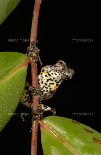 Marbled Tree Frog[32246010494]の写真素材・イラスト素材｜アマナイメージズ