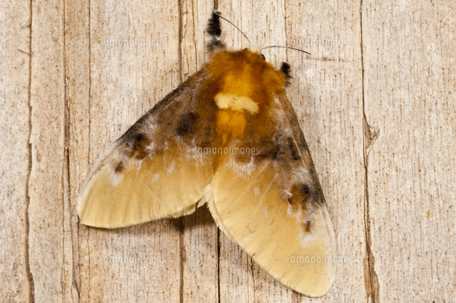 Cloud Forest Moth Mindo Cloud Forest West slope of[32246012468]の写真素材 ...