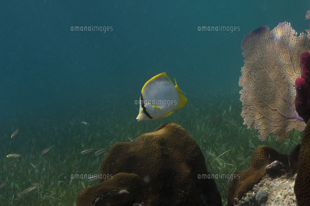 Spotfin Butterflyfish (Chaetodon ocellatus) Coral[32246013743]の写真素材 ...