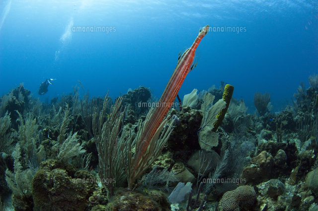 Trumpetfish (Aulostomus maculatus) Coral Reef Isla[32246013843]の写真素材 ...