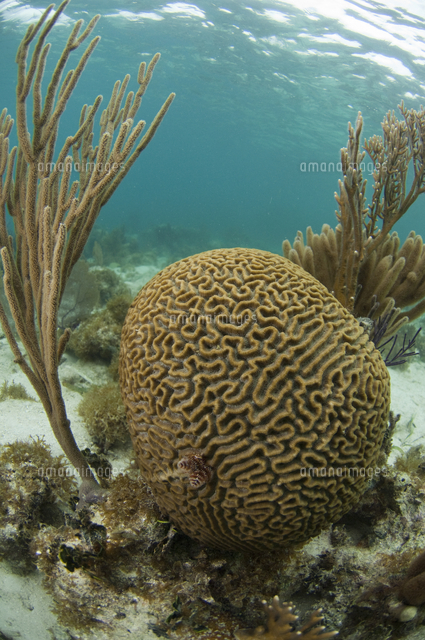 Grooved Brain Coral (Diploria labyrinthiformis) Co[32246013924]の写真素材 ...