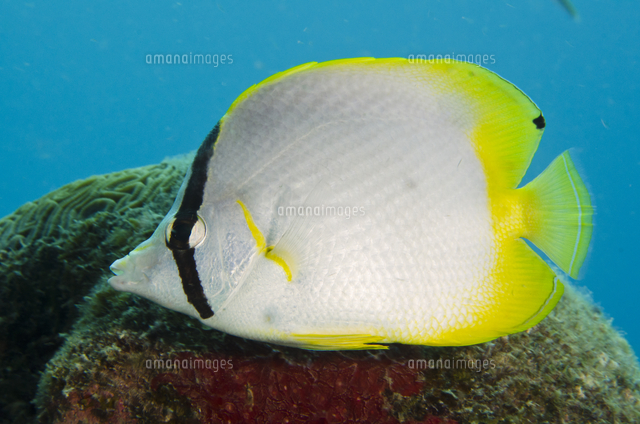 Spotfin Butteflyfish (Chaetodon ocellatus) BONAIRE[32246014336]の写真素材 ...