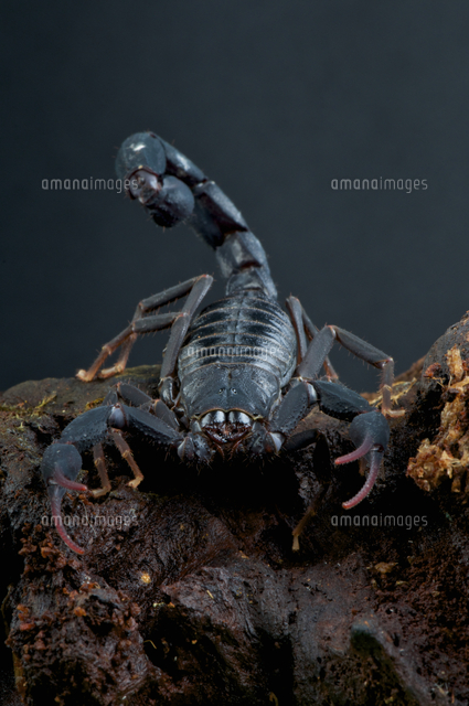 Grosphus grandidieri, red claw scorpion, Madagasca[32250000045]の写真素材 ...
