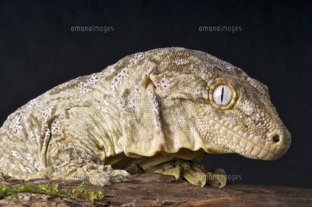 Rhacodactylus laechianus henkeli, New Caledonian G[32250000101]の写真素材 ...