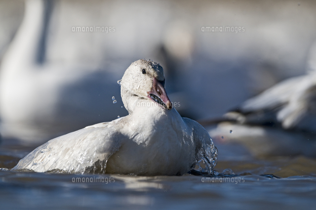 Snow Goose Chen caerulescens bathing Bosque del A[32251001094]の写真素材 ...