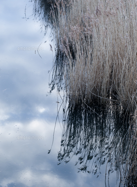 Reedbed borering dyke Titchwell RSPB Reserve Norfo[32251001570]の写真素材 ...