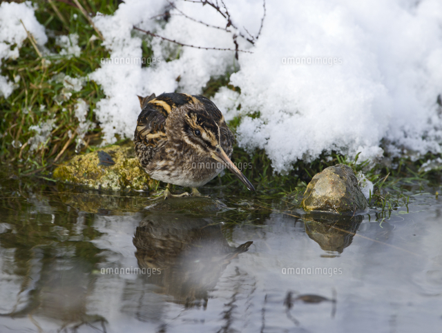 Jack Snipe Lymnocryptes minimus Salthouse duck pon[32251001755]の写真素材 ...