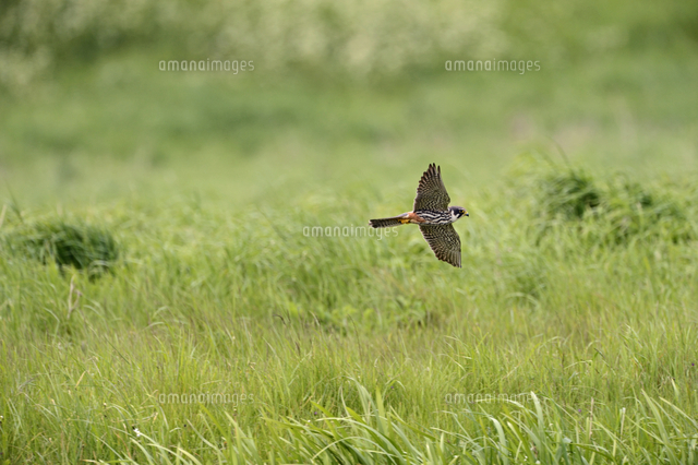 Hobby Falco subbuteo hunting Lakenheath RSPB Reser[32251002384]の写真素材 ...