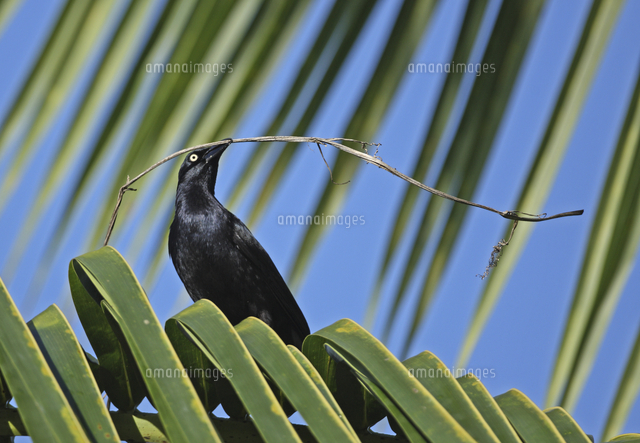 Greater Antillean Grackle (Quiscalus niger crassirostris) ad ...