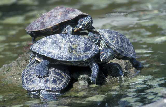 Red-eared Terrapin (Pseudemys scripta elegans)[32259002242]の写真素材・イラスト素材 ...