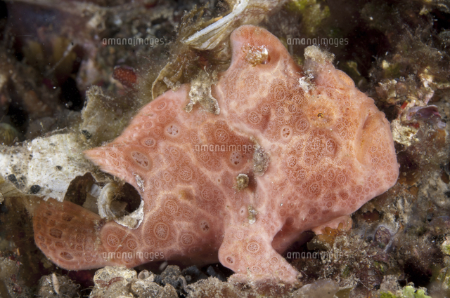 Painted Frogfish (Antennarius pictus) pink adult, resting on ...