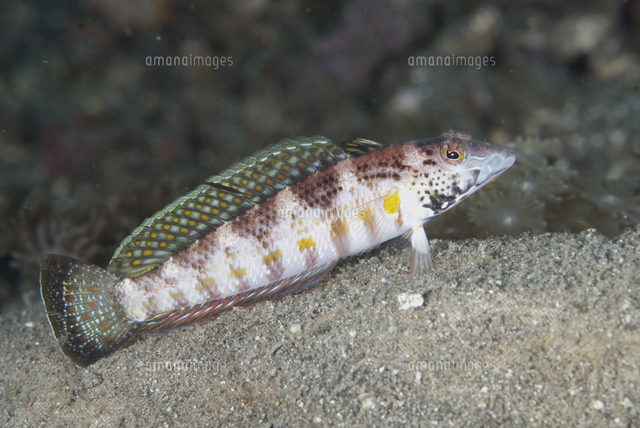 Blackfin Sandperch (Parapercis snyderi) adult, with erect do ...