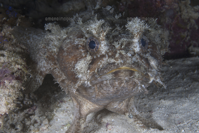 Banded Toadfish (Halophyme diemensis) adult, close-up of hea ...