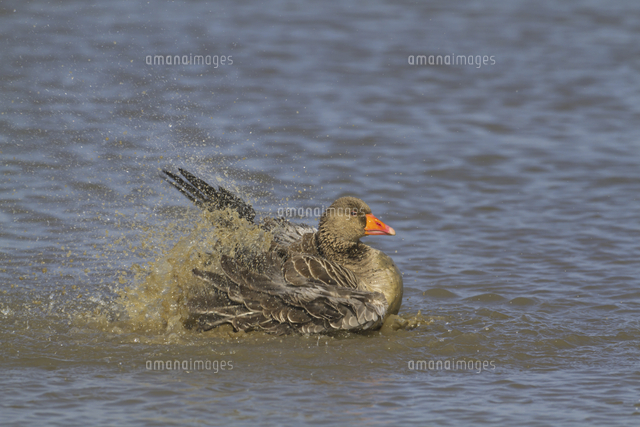 Greylag Goose (Anser anser) adult, bathing, splashing water ...