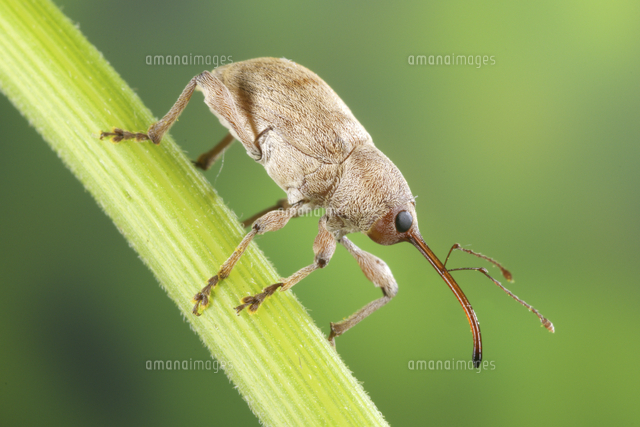 Chestnut Weevil (Curculio elephas) adult, resting on stem, I ...