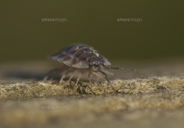Common Woodlouse (Oniscus asellus) adult, Sheffield, South Y ...