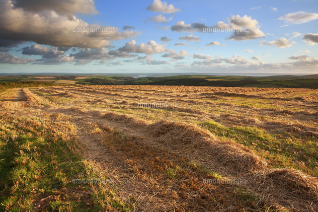 View of farmland with straw on field in late evening sunligh ...