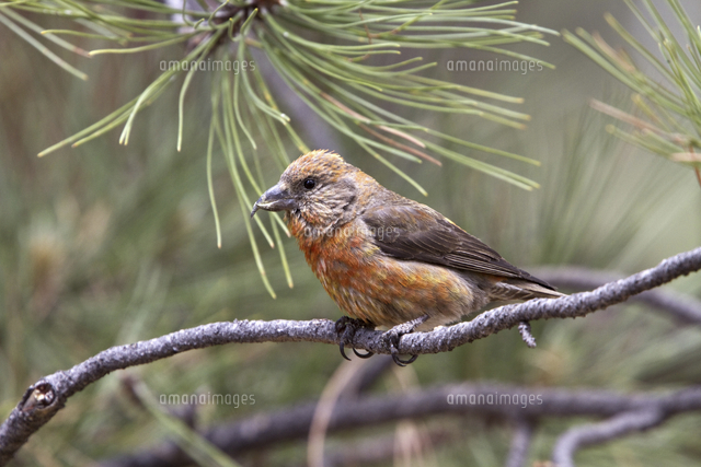 Red Crossbill male on pine tree - Utah America[32259006509]の写真素材・イラスト素材 ...