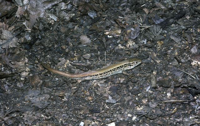 Red backed Sand Lizard Eastern europe[32259006748]の写真素材・イラスト素材｜アマナイメージズ
