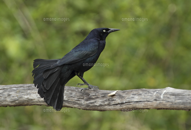 Greater Antillean Grackle (Quiscalus niger gundlachii) adult ...