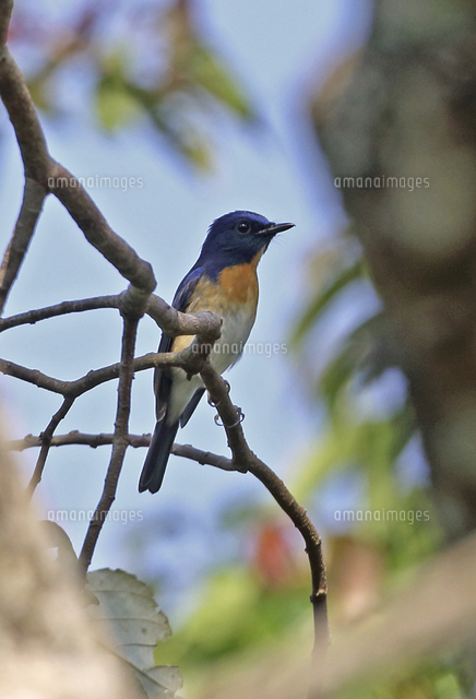Blue-throated Flycatcher (Cyornis rubeculoides klossi) adult ...