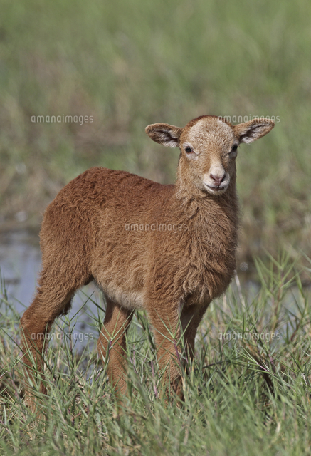 Domestic Sheep, Barbados Blackbelly lamb, standing in wet pa ...